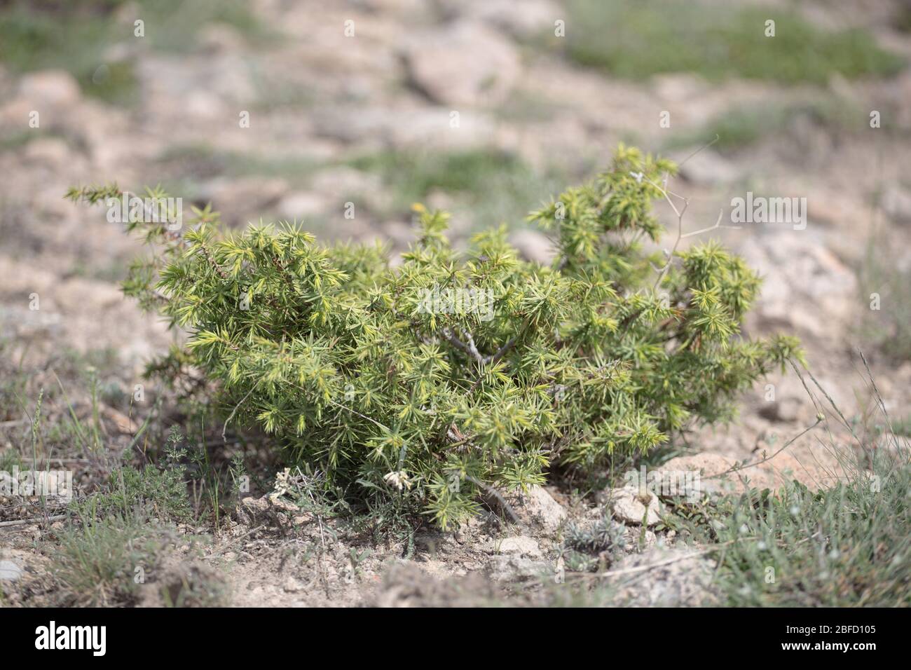 Common junipers hi-res stock photography and images - Alamy