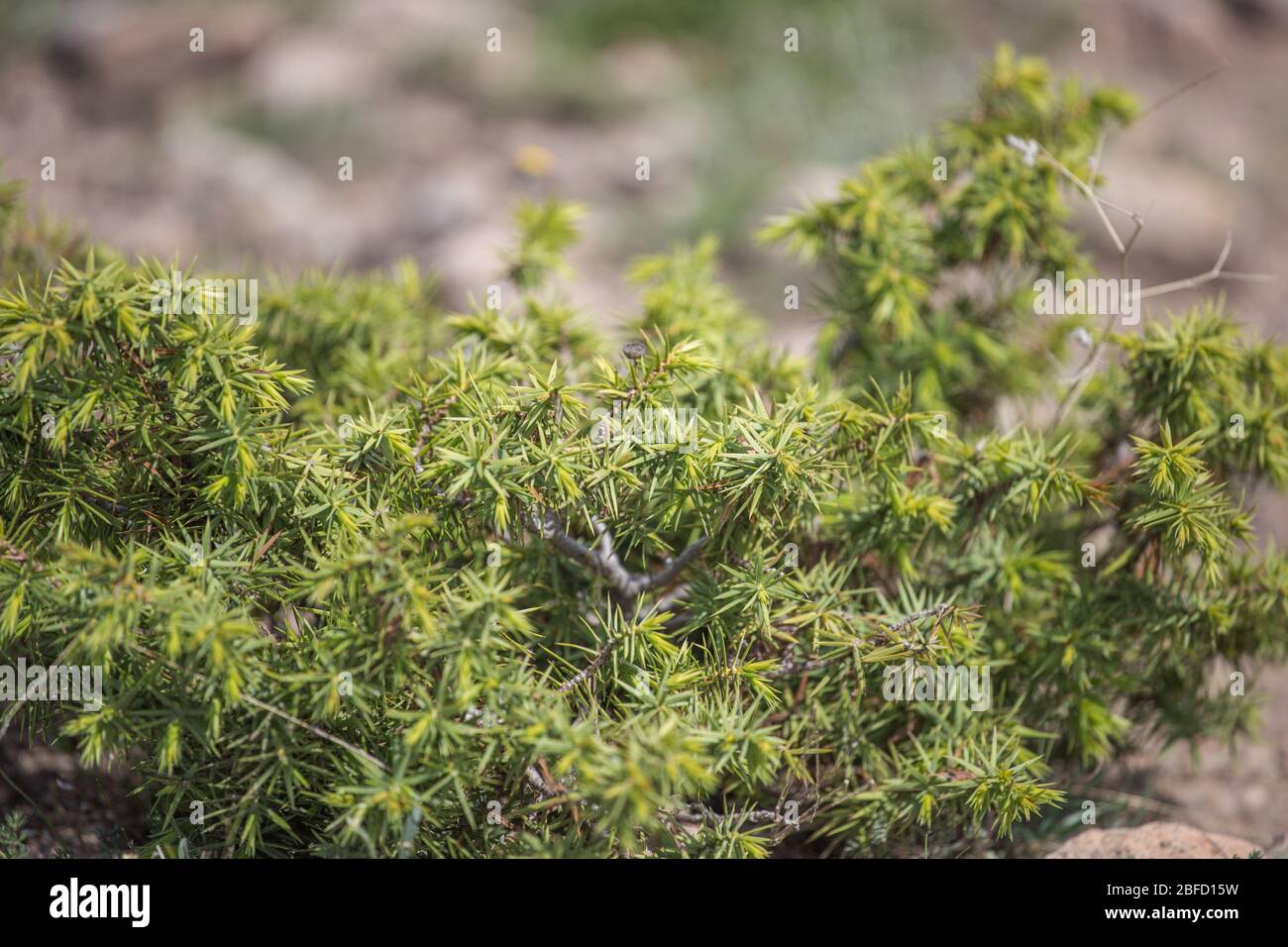 Wild nature shrub of Junipers are coniferous in the genus Juniperus in ...