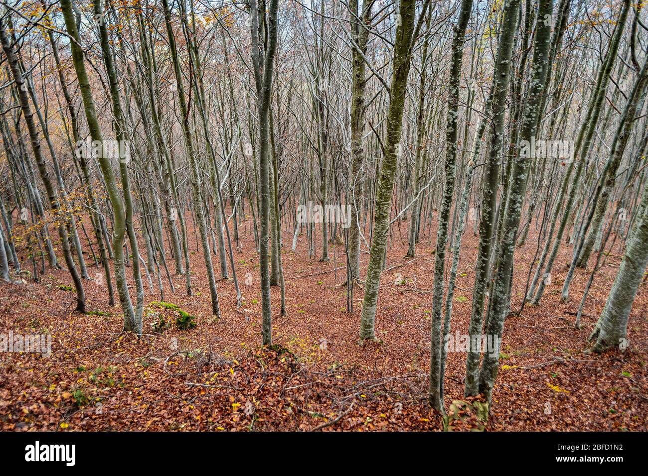 Forest of European beech in autumn, Liguria region, Italy Stock Photo ...