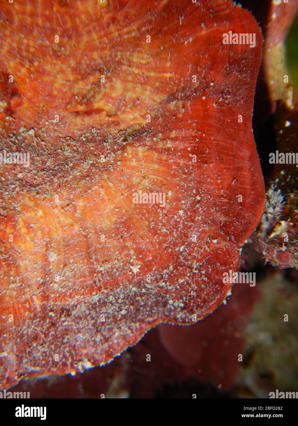 seaweeds, brown algae, macroalgae Stock Photo - Alamy