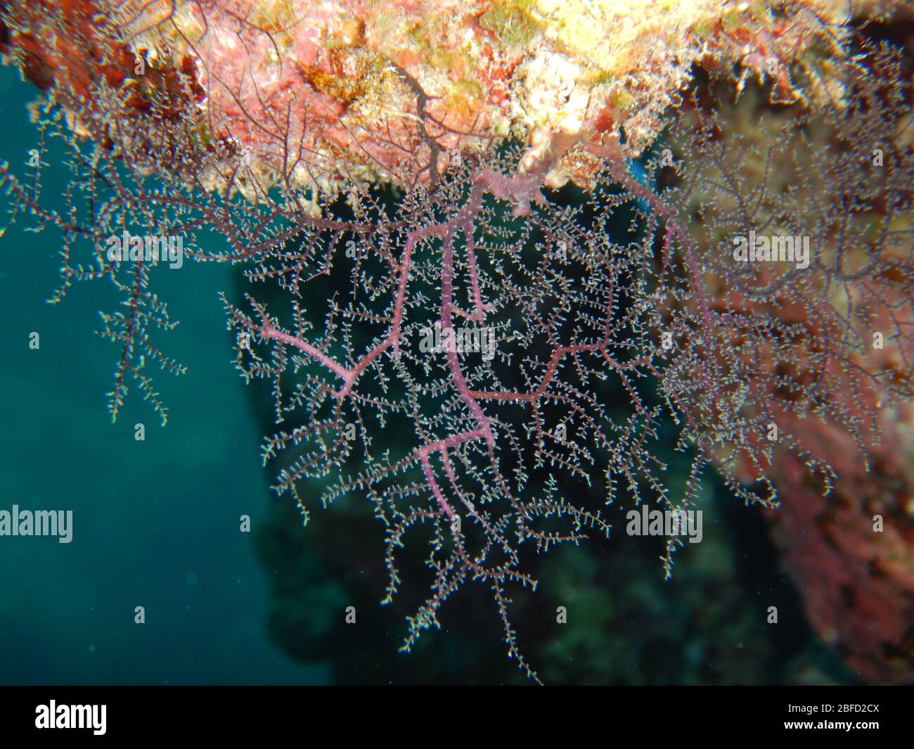 Coral Reef Ecosystem Stock Photo - Alamy