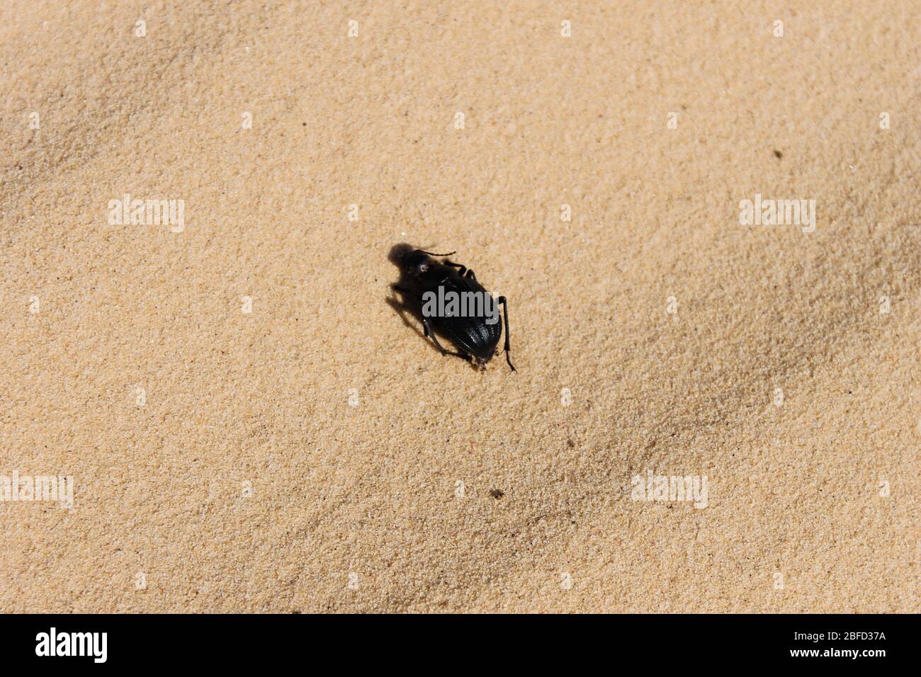 scarab in sand Stock Photo - Alamy
