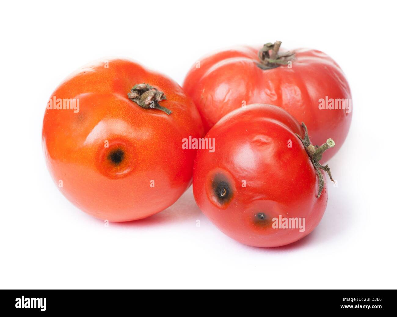Spoiled tomato on white background, fungus with mold on vegetable ...