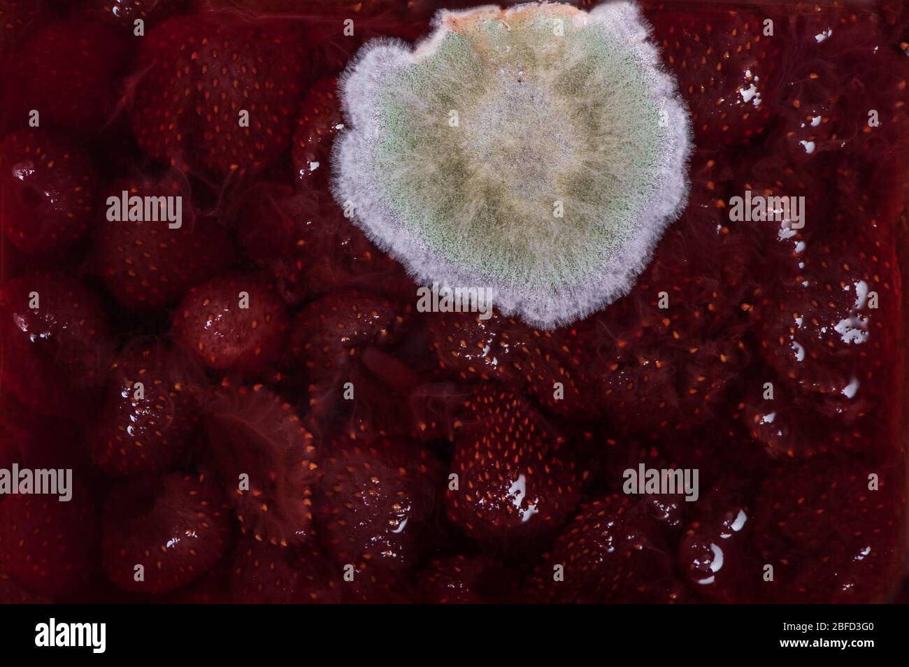 Mold on strawberry jam close up Stock Photo - Alamy