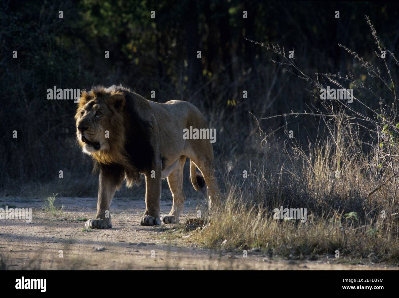 Asiatic Lion (Panthera leo persica), Gir National Park, Gujarat, India ...