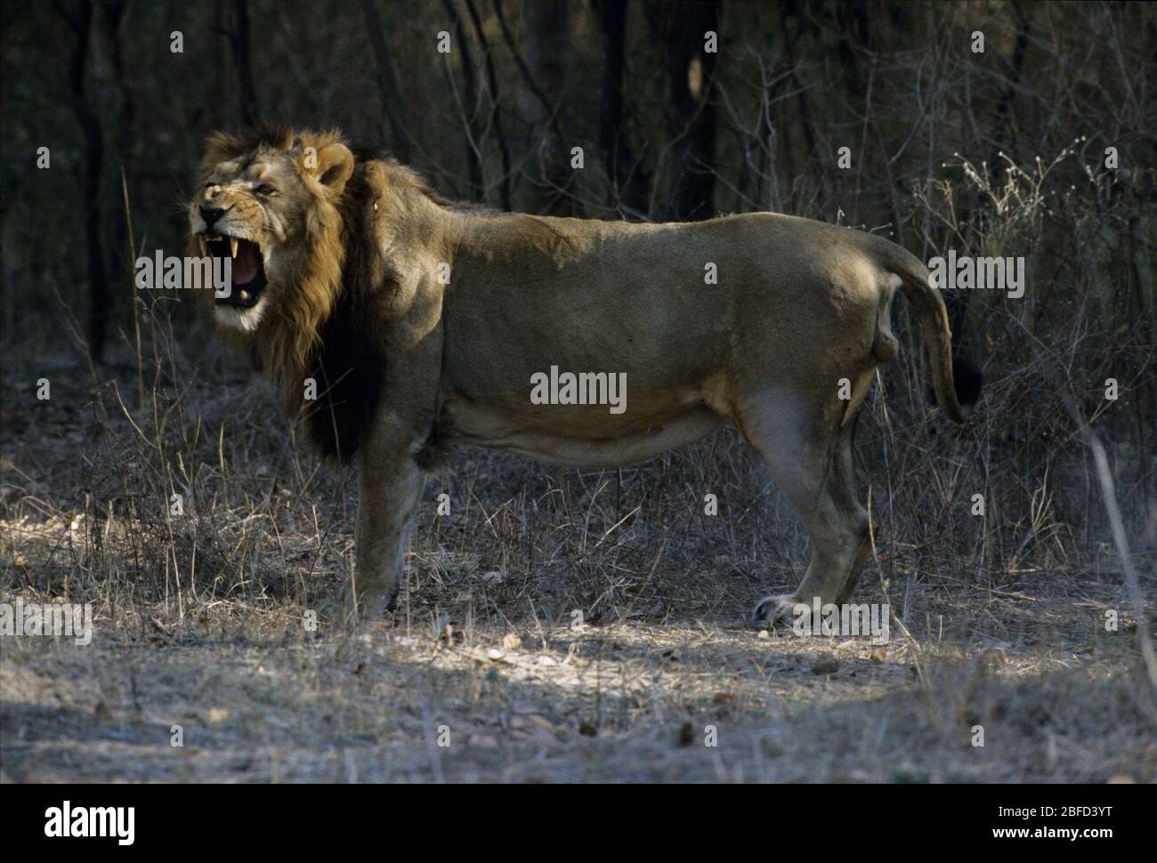 Asiatic Lion (Panthera leo persica), Gir National Park, Gujarat, India ...