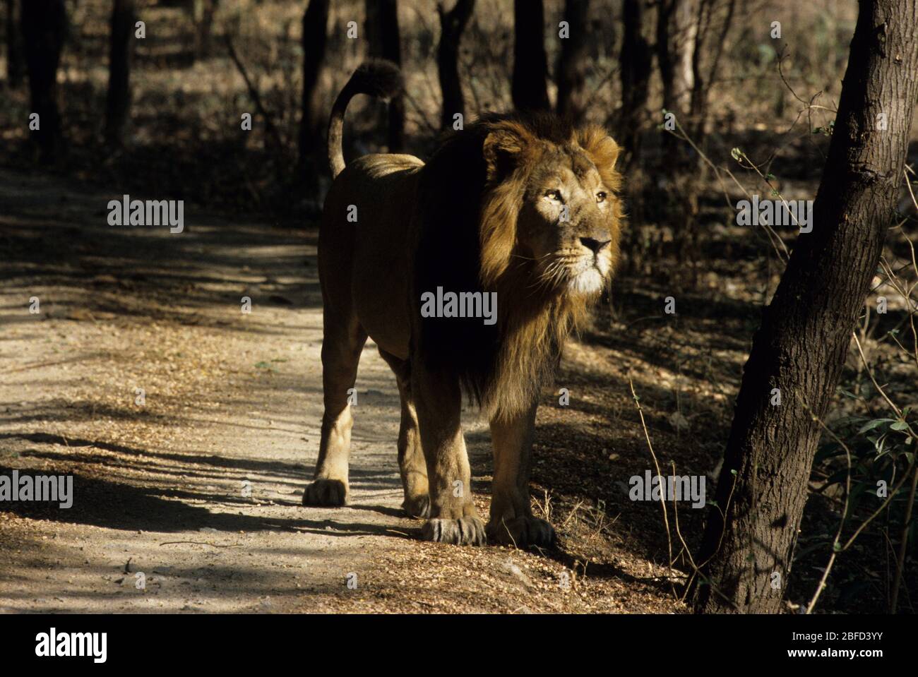 Asiatic Lion (Panthera leo persica), Gir National Park, Gujarat, India ...