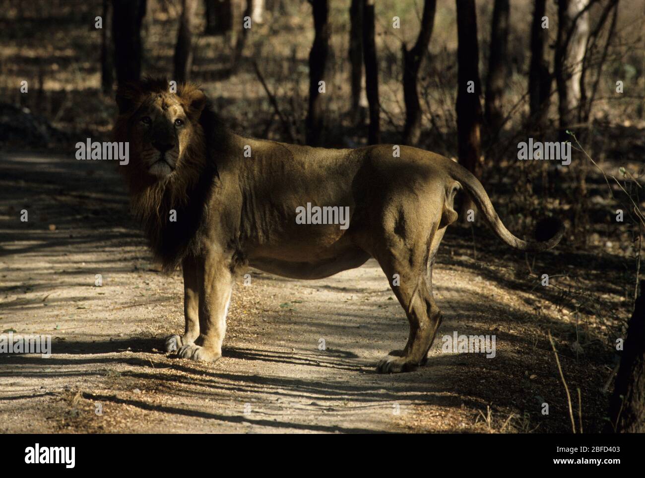 Asiatic Lion (Panthera leo persica), Gir National Park, Gujarat, India ...