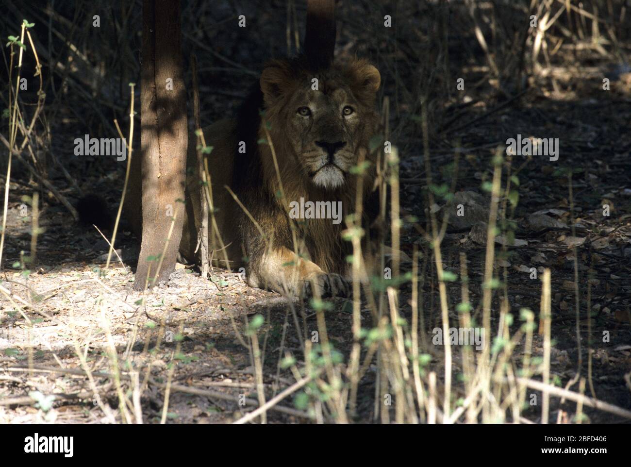 Asiatic Lion (Panthera leo persica), Gir National Park, Gujarat, India ...