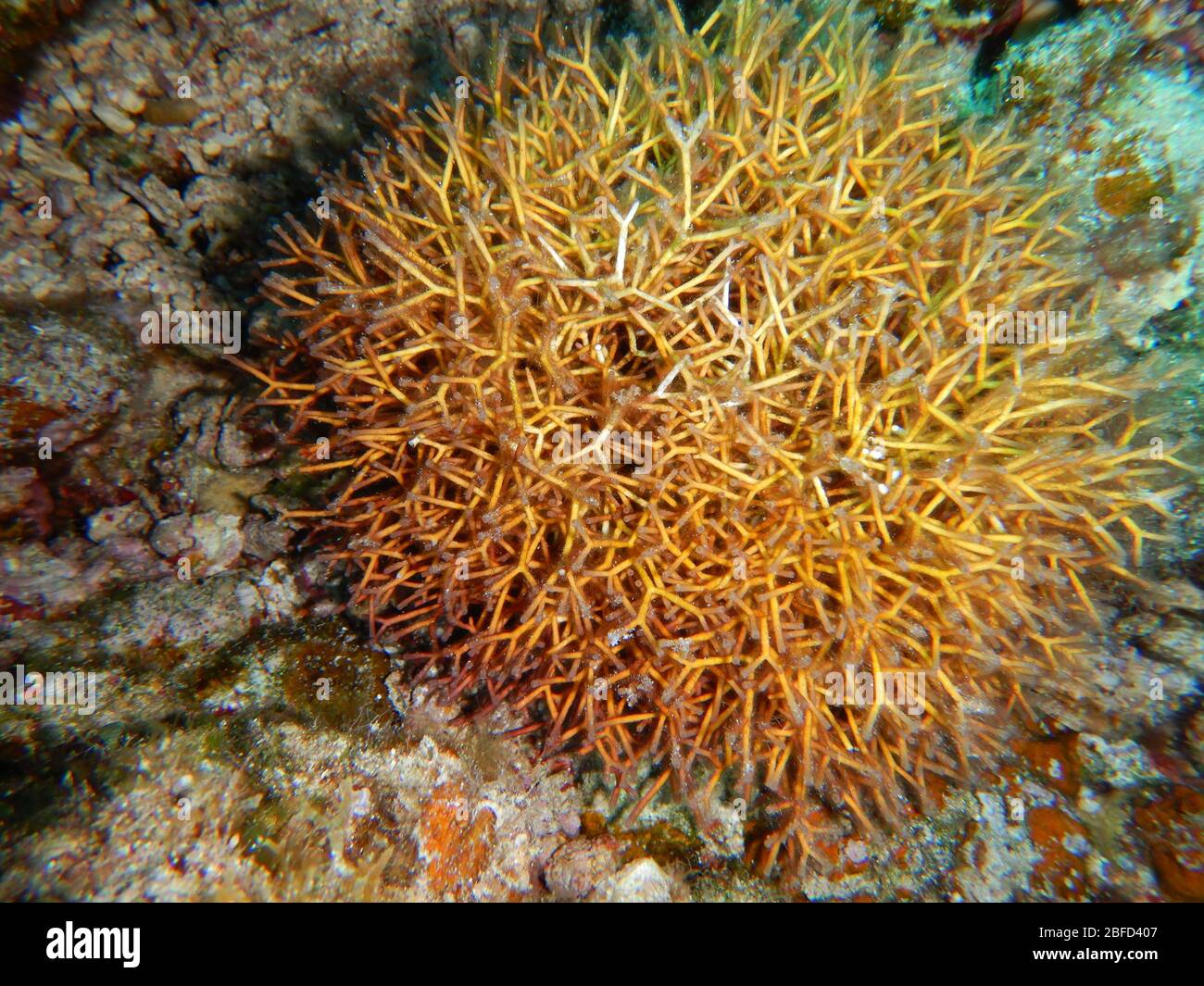 Galaxaura hi-res stock photography and images - Alamy