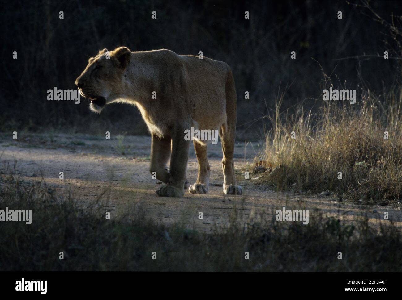 Asiatic Lion (Panthera leo persica), Gir National Park, Gujarat, India ...