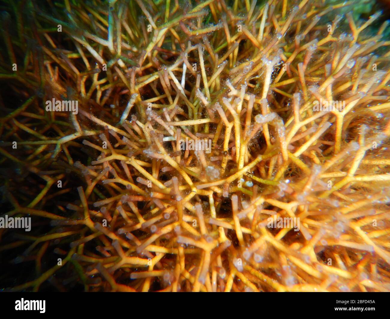 Galaxaura hi-res stock photography and images - Alamy