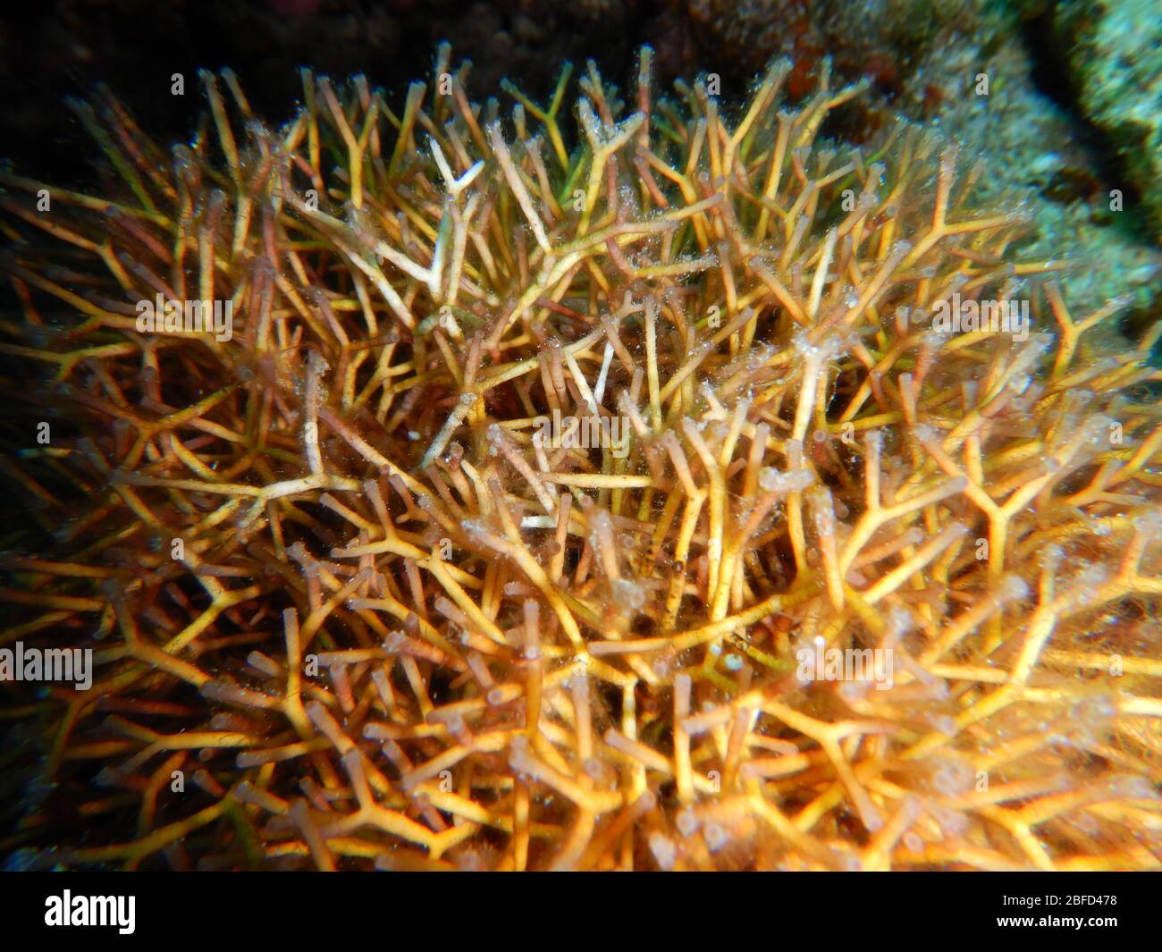 Galaxaura hi-res stock photography and images - Alamy