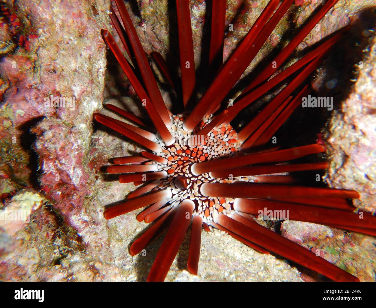 Sea Urchin, echinoderms, in red sea Stock Photo - Alamy