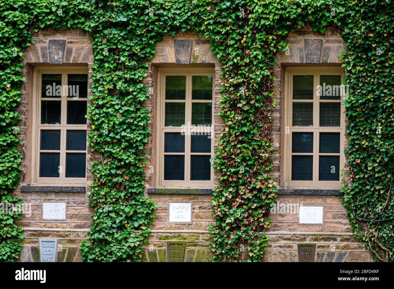 Princeton, NJ, USA - June 16, 2019: creeping plants, ivy on the walls ...