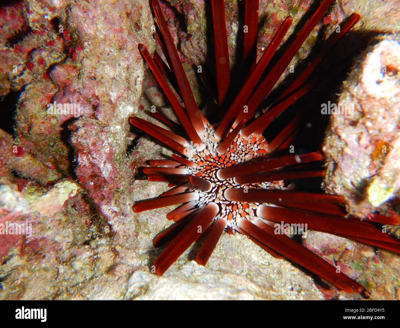 Echinoderms Sea Urchins