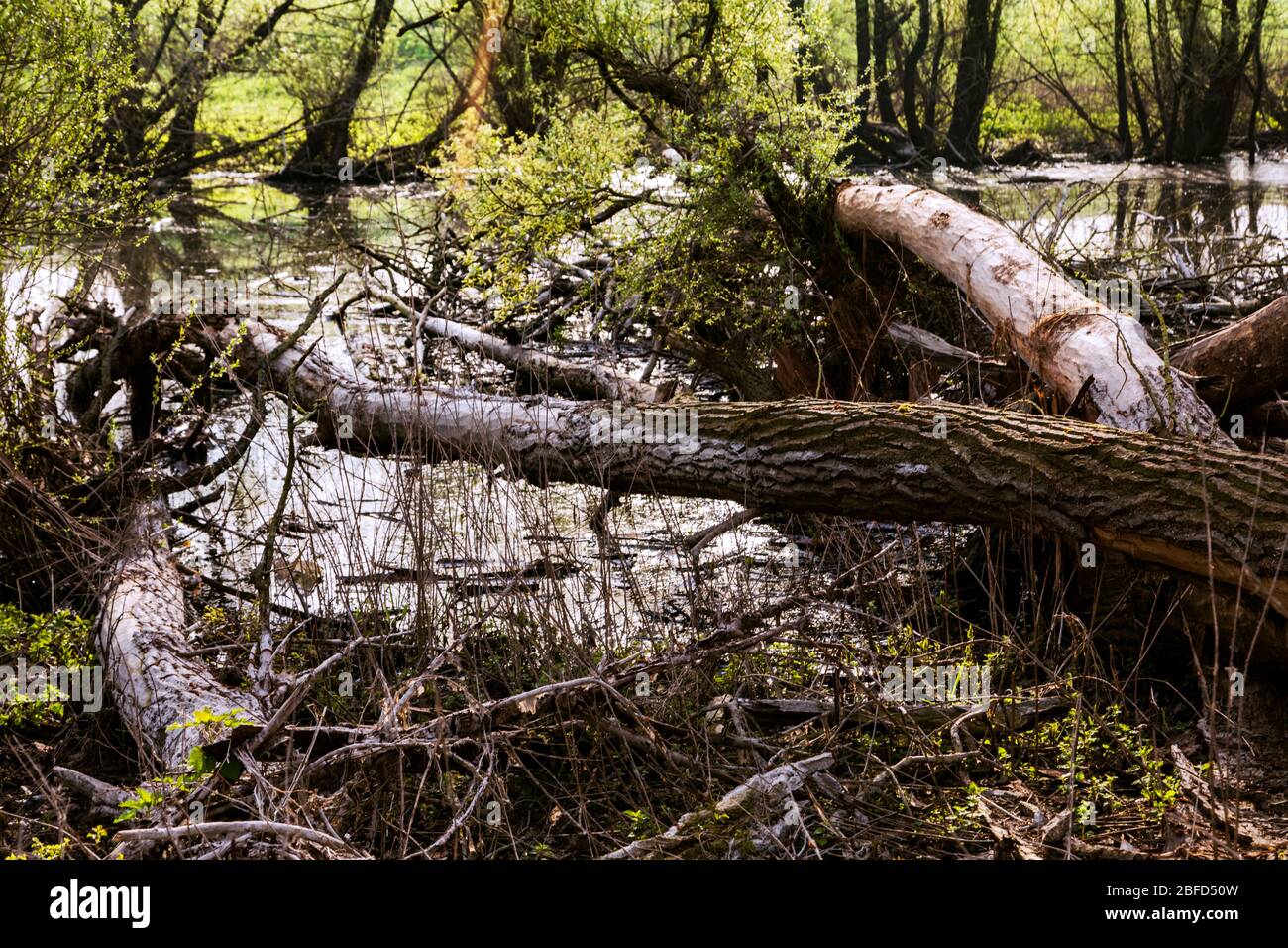 Nature Reserve in Rees on the lower Rhine, unspoiled nature on the ...
