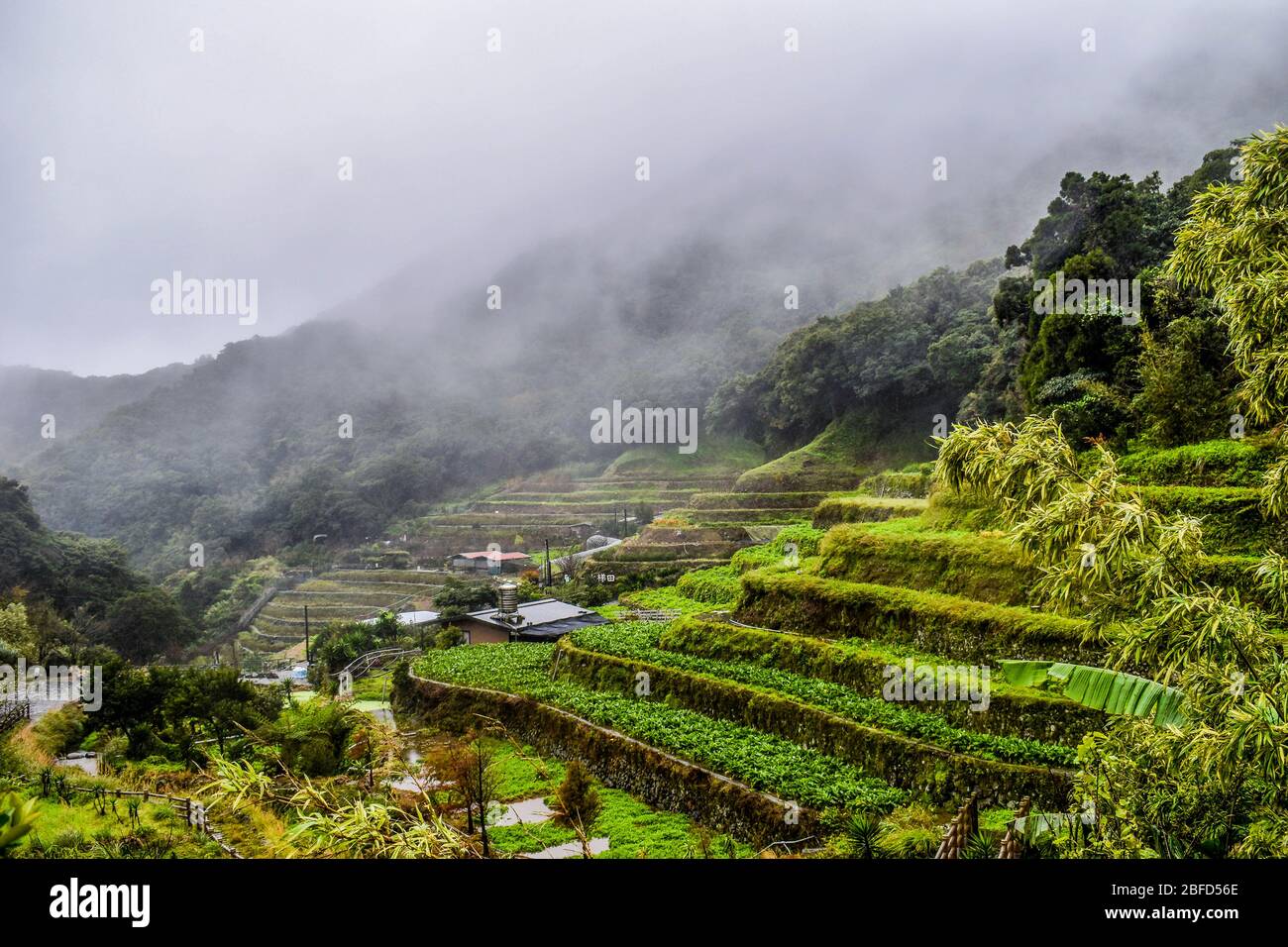 Rice terraces in foggy mountains in Yangmingshan national park, Taiwan ...