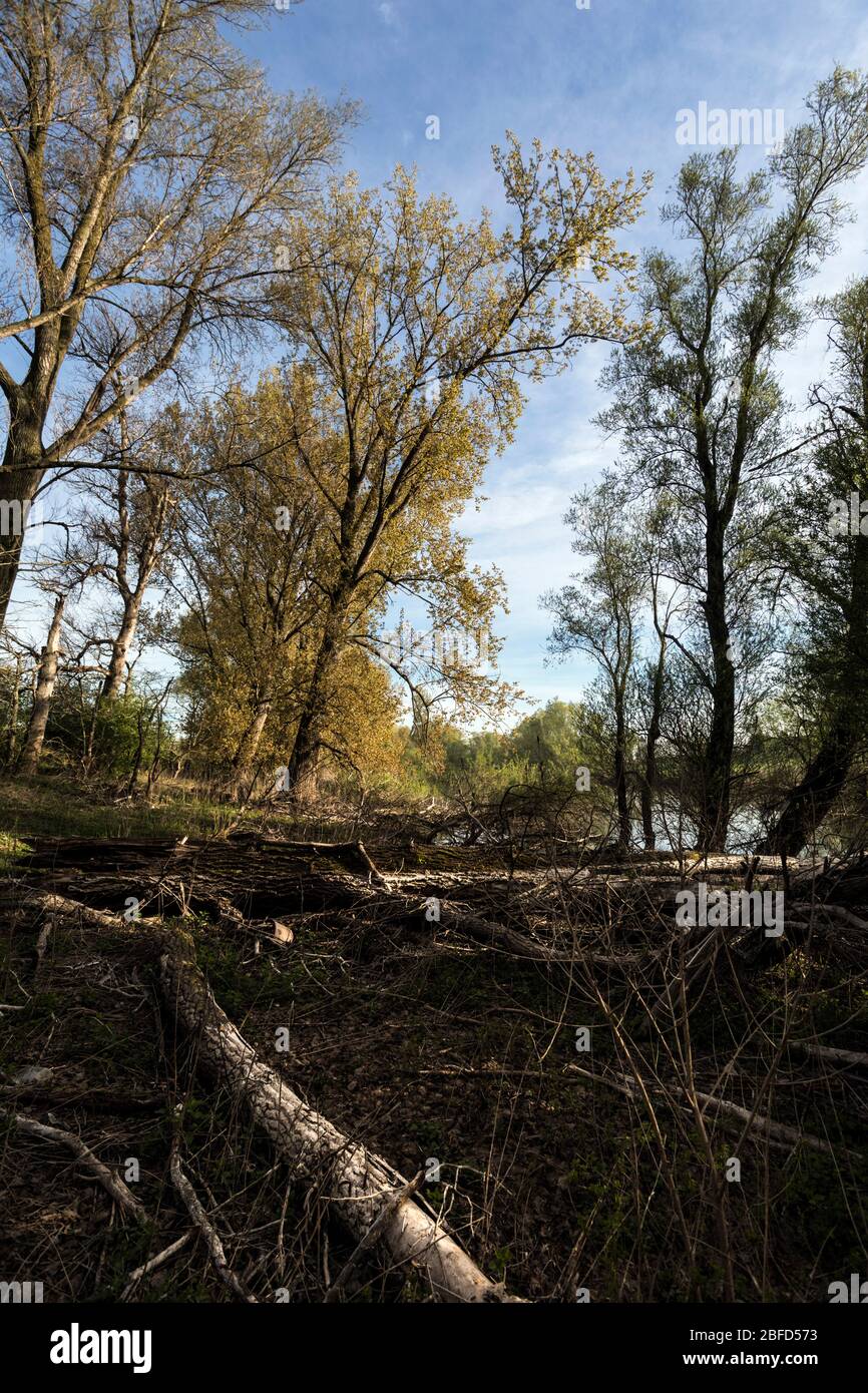 Nature Reserve in Rees on the lower Rhine, unspoiled nature on the ...