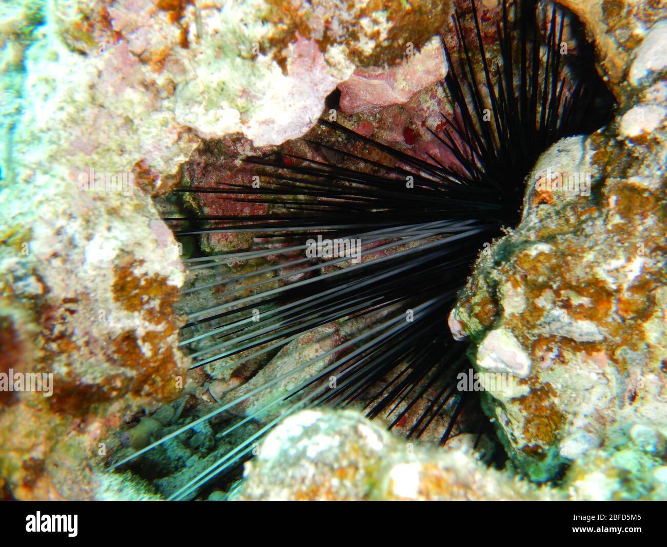 Spiny sea creature hi-res stock photography and images - Alamy