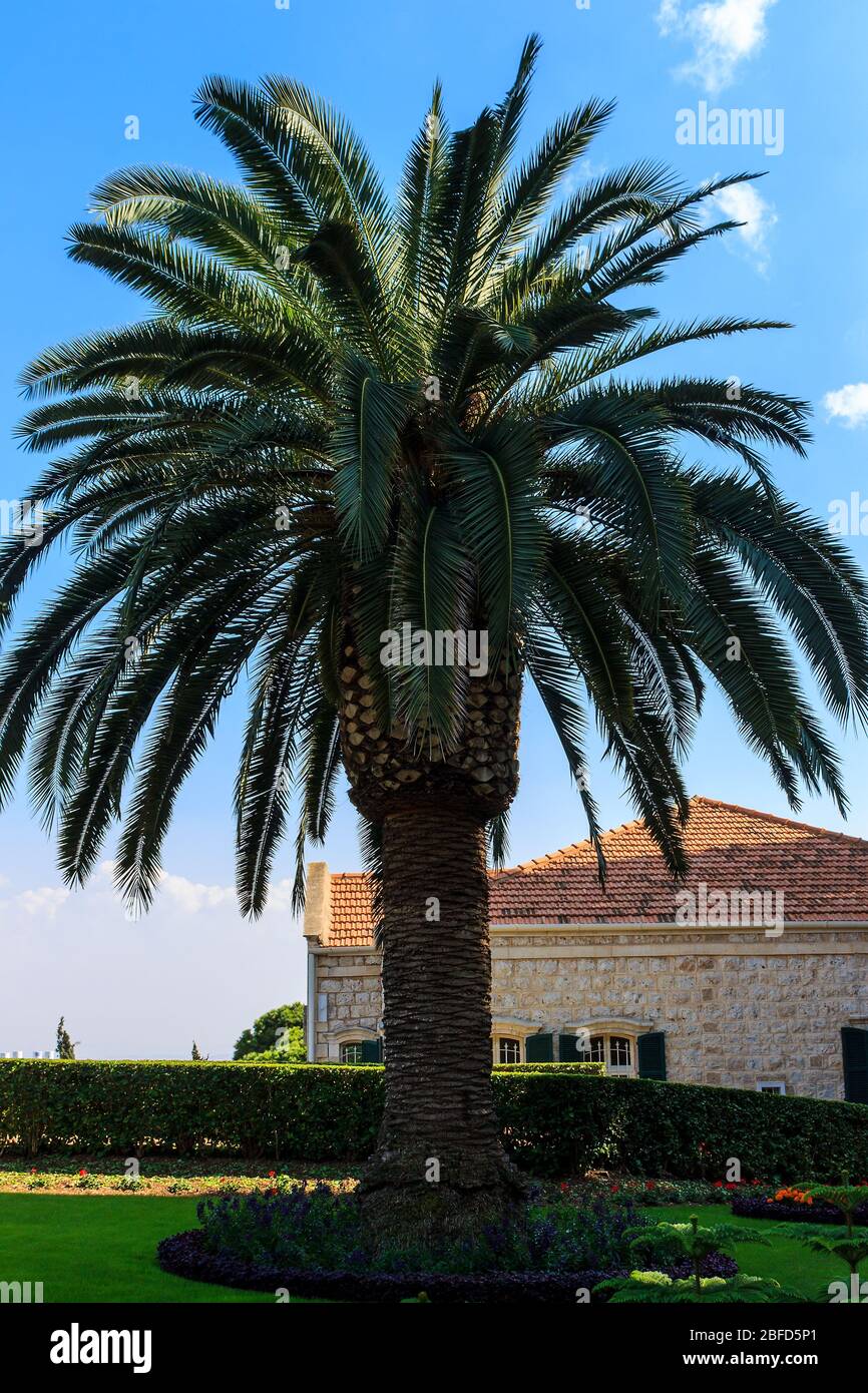 Haifa park at sunny day with green trees. Landscape. Israel Stock Photo ...