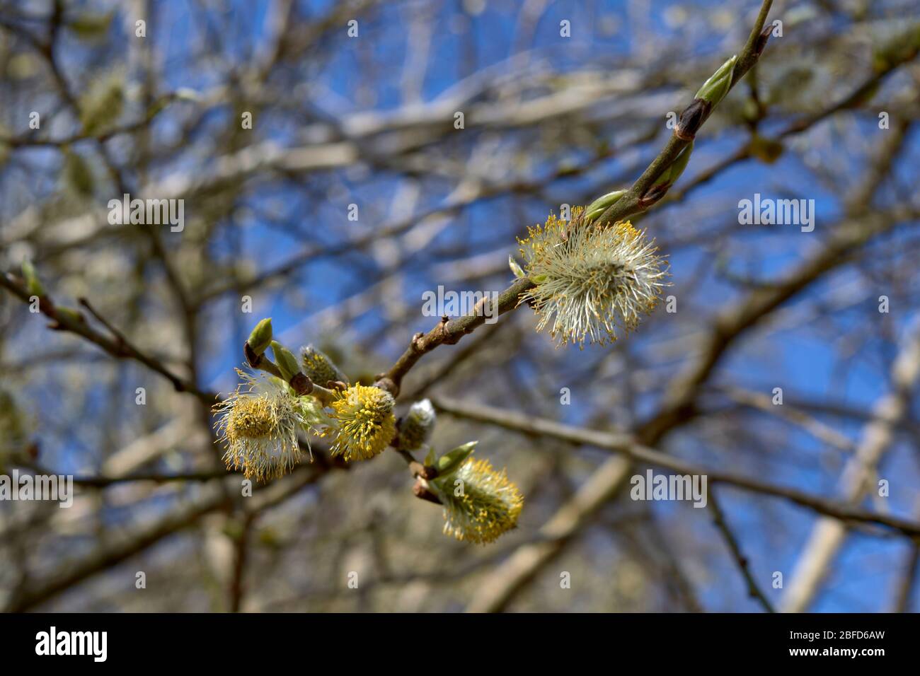 FURRY CATKINS OF THE PUSSY WILLOW Salix IN SPRING WITH A CLEAR BLUE SKY ...