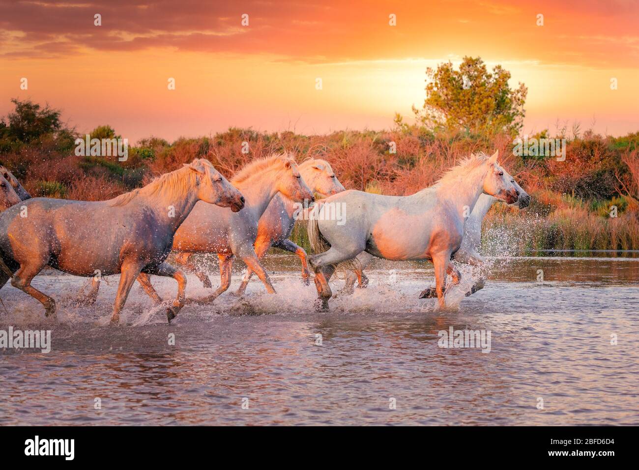 Wild Horses Sunset