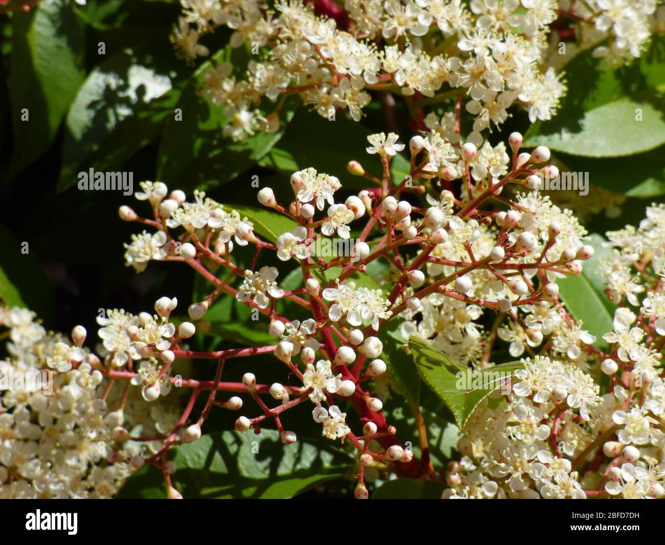 Red Tip Photinia in Bloom 1 Stock Photo - Alamy