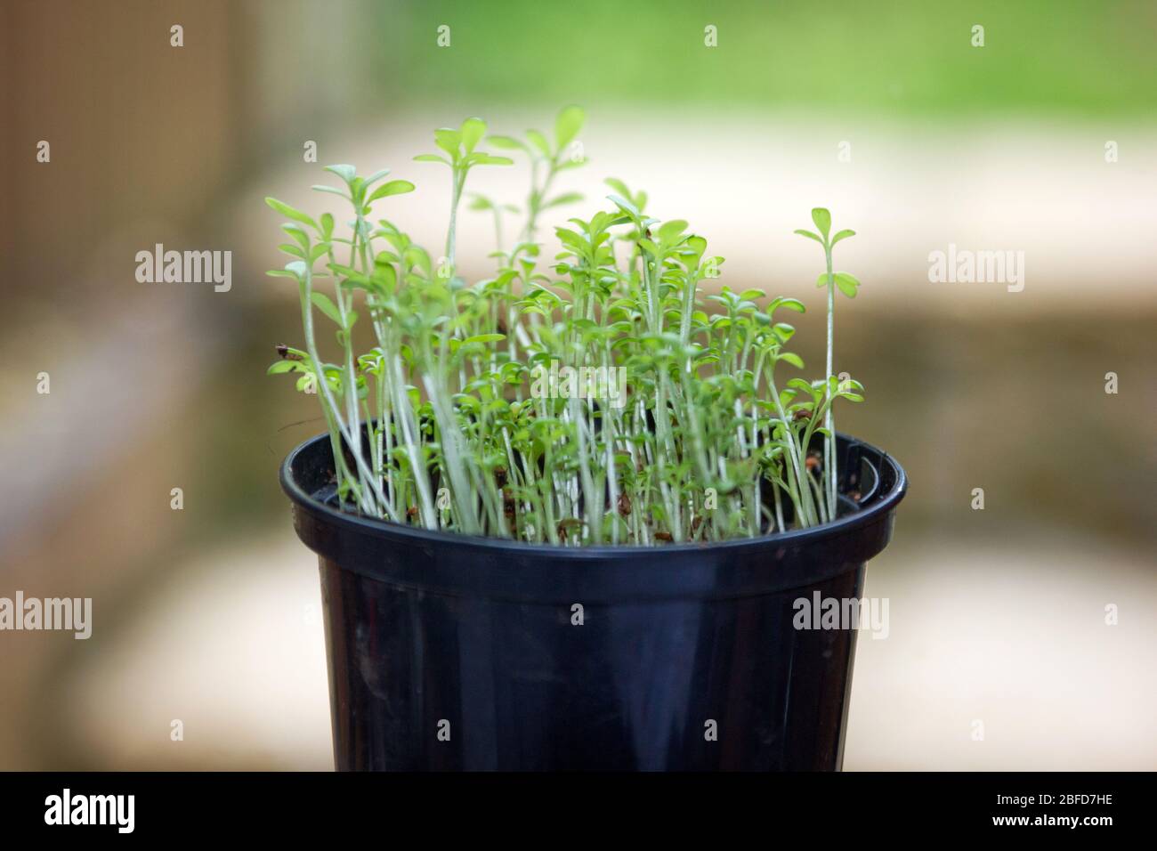 Micro cress hi-res stock photography and images - Alamy