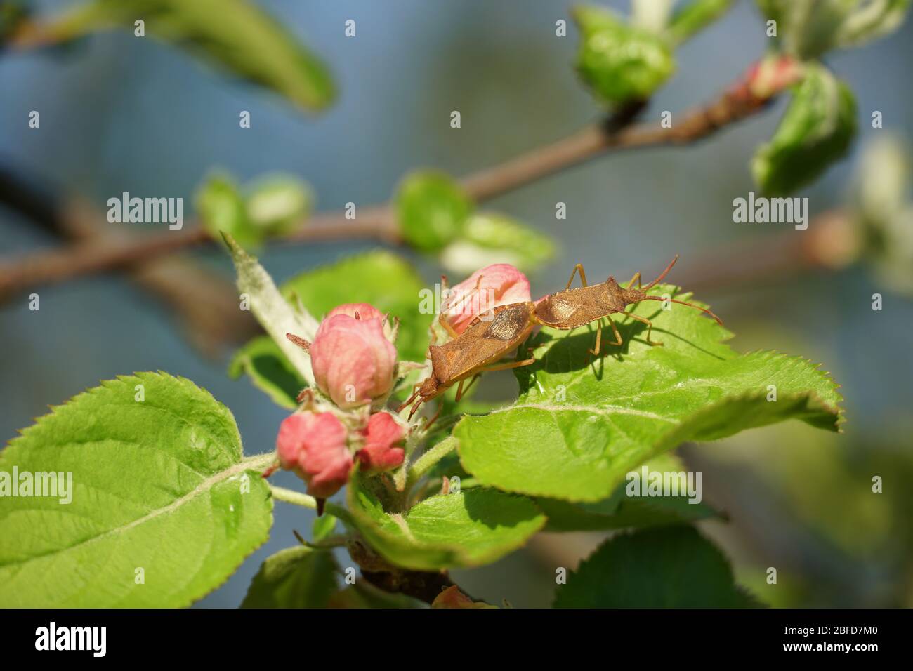 two stink bugs or shield bugs mating an apple tree twig in blossom in ...