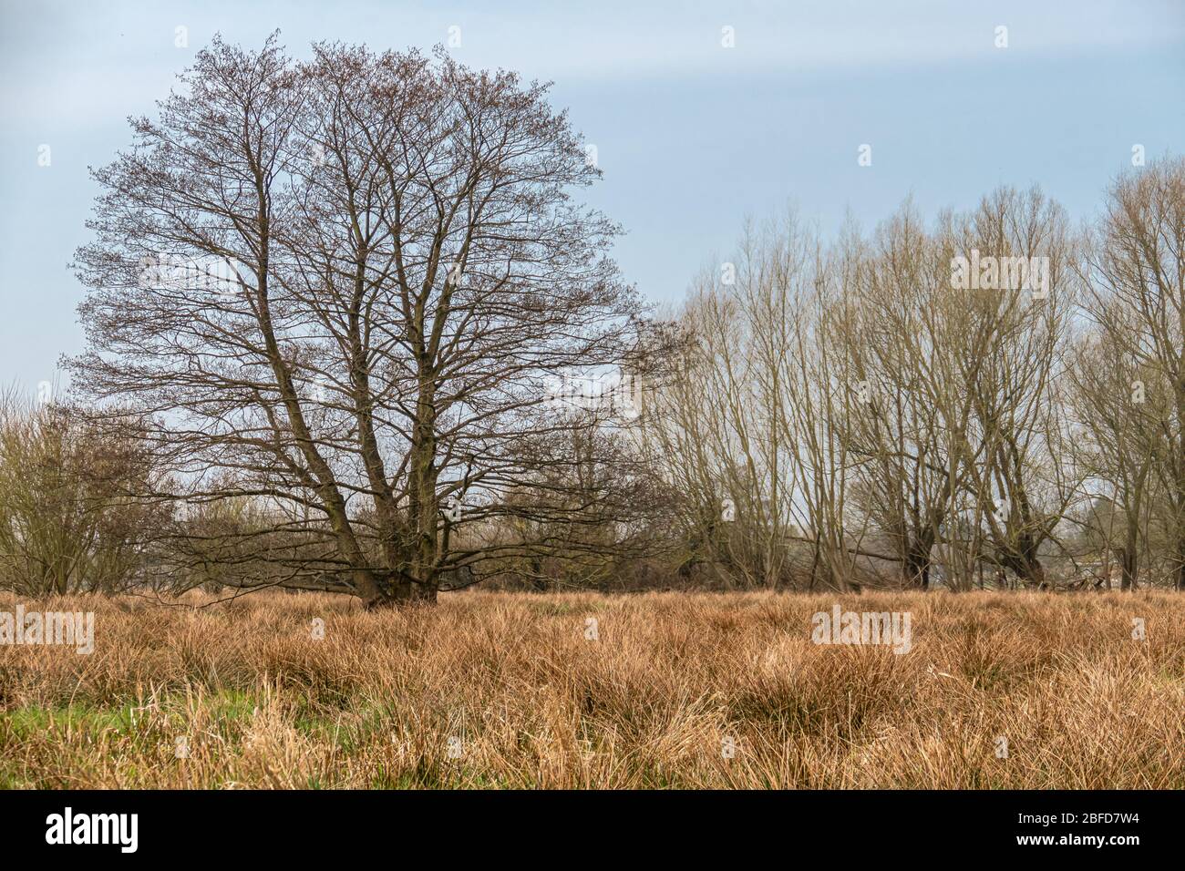 Freestanding tree from a moor meadow Stock Photo - Alamy