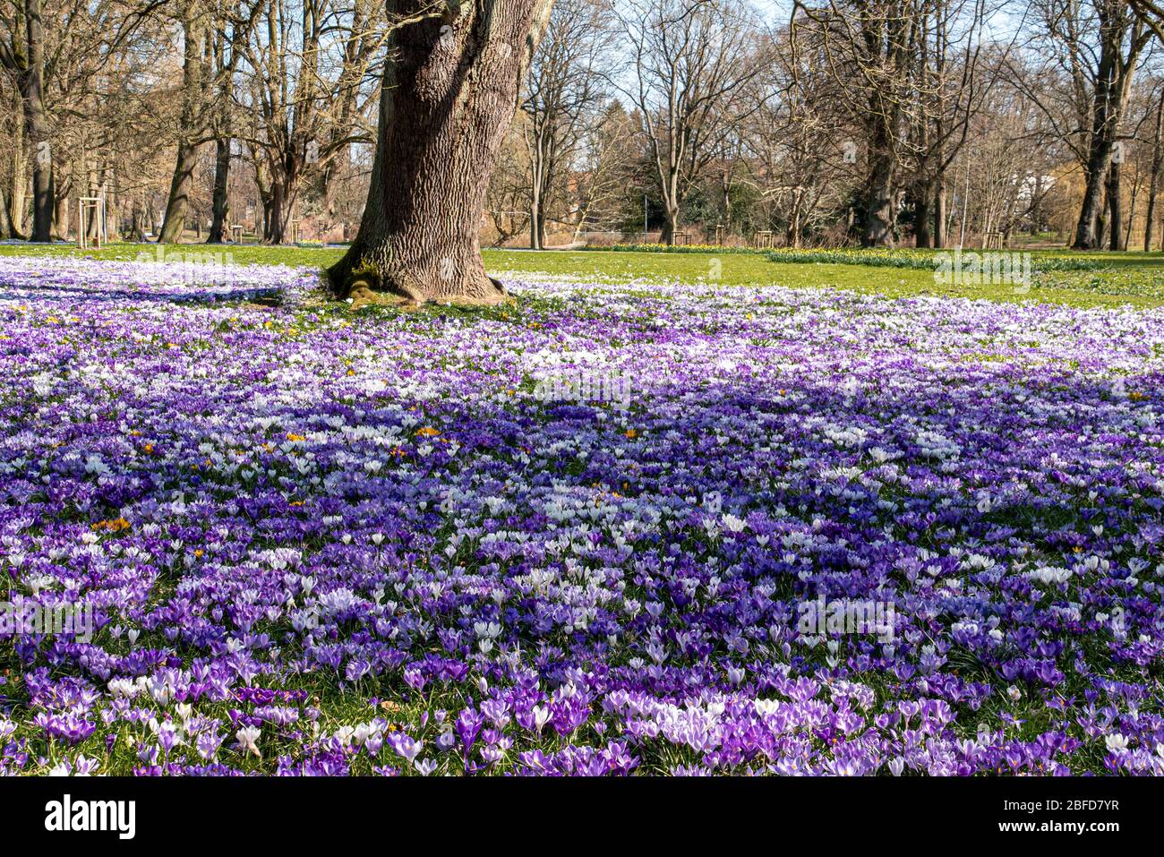 Meadow saffron family hi-res stock photography and images - Alamy