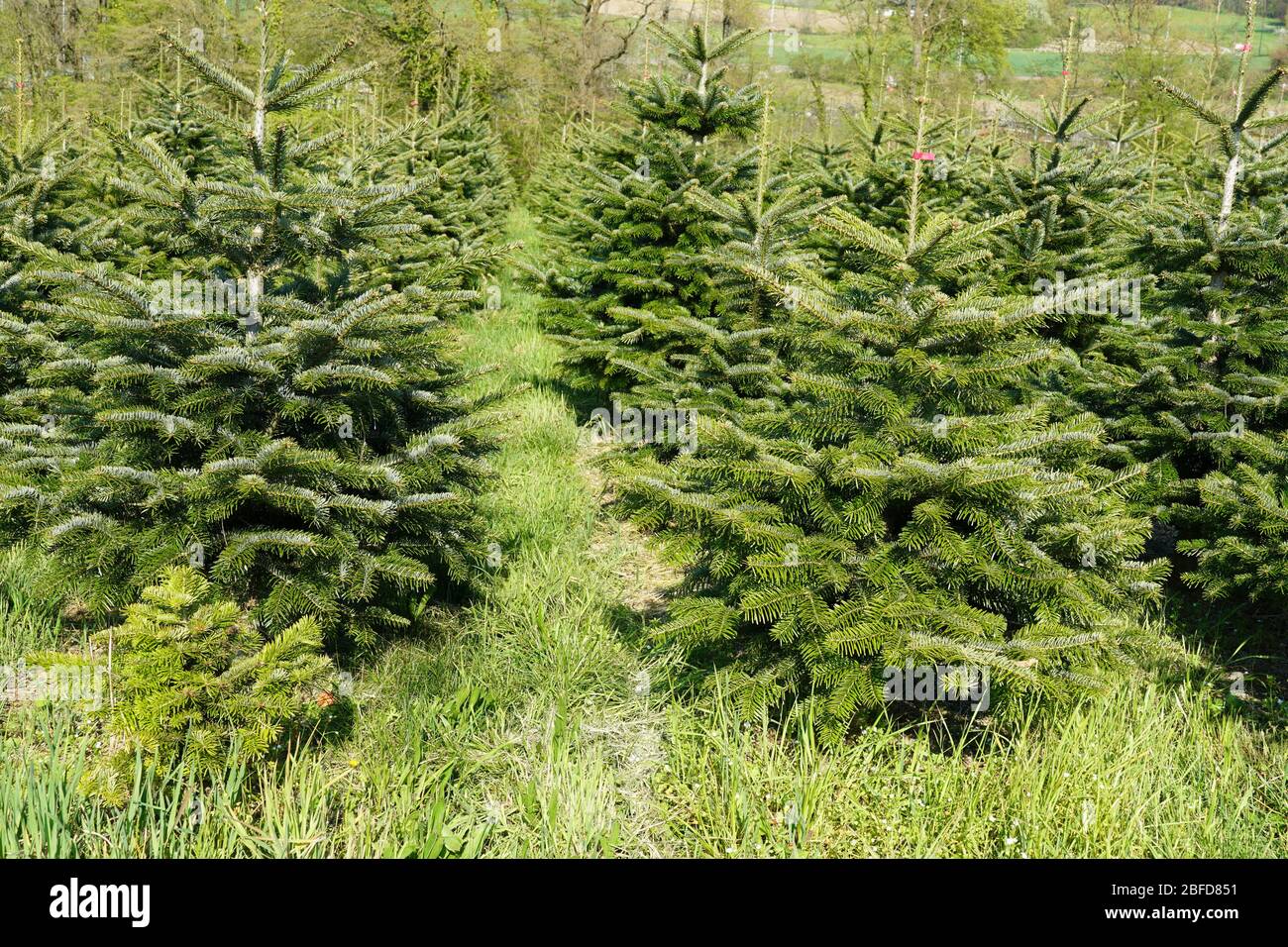 Plant nursery for coniferous trees close up, round plants growing in ...
