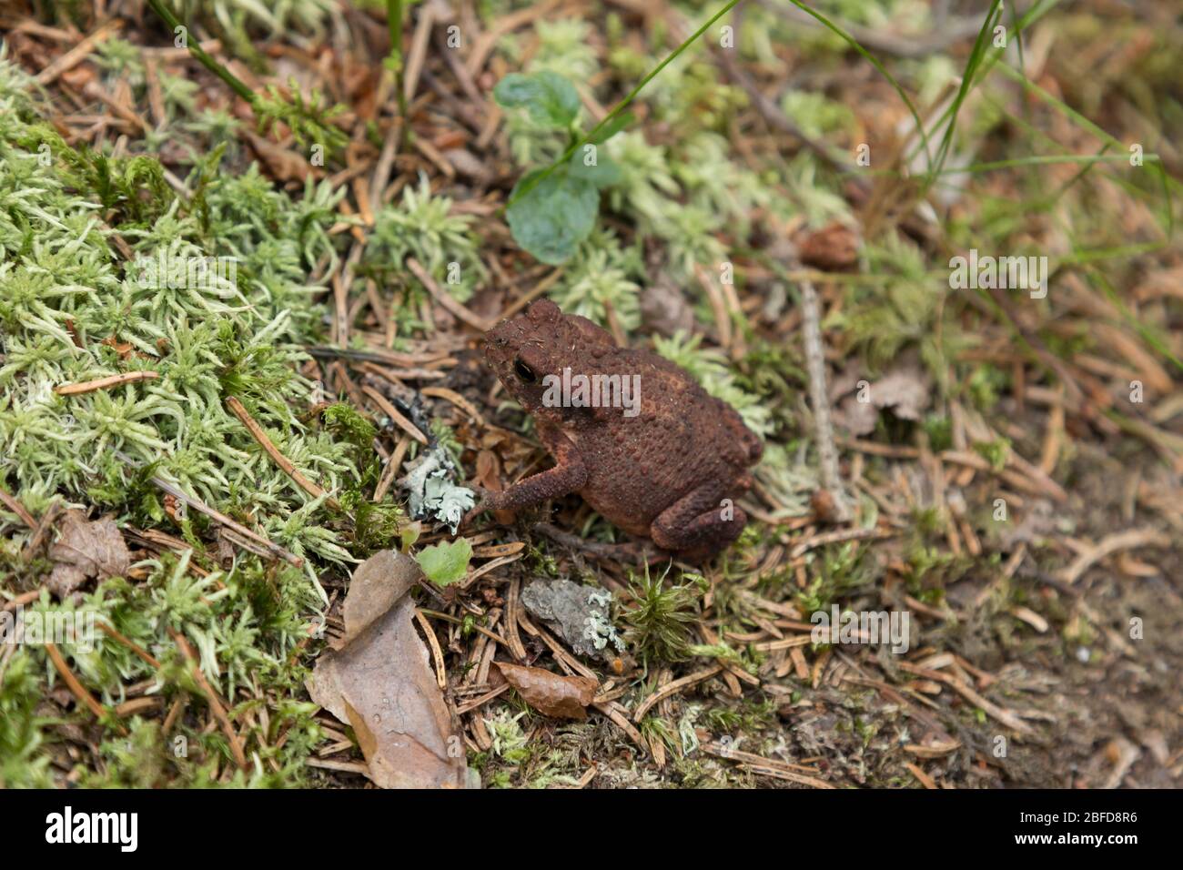 Small frog near hiking trails Nuuksio National Park, Finland, a popular ...