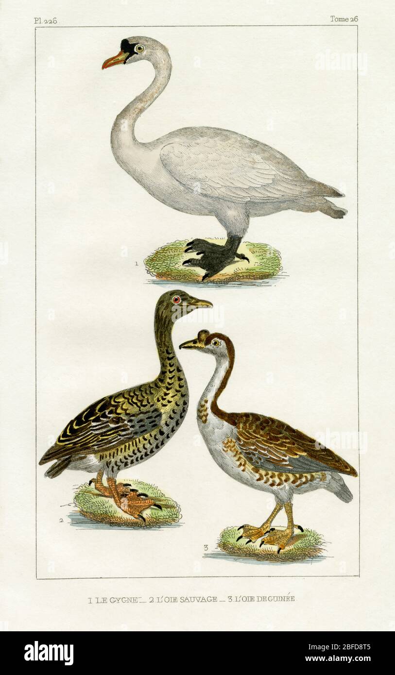Swan, wild goose and guinea goose. Engraving created in the 1800s for ...