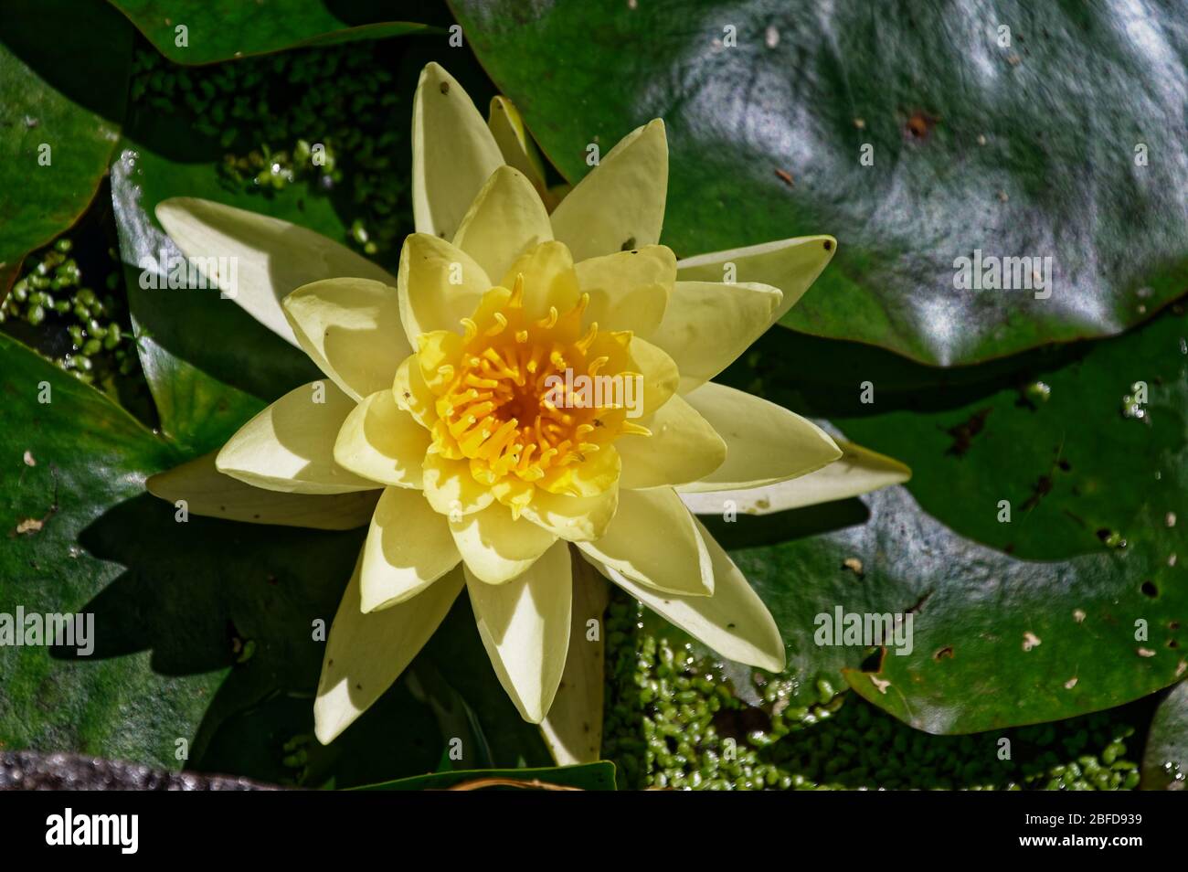 Floating water lily hi-res stock photography and images - Alamy
