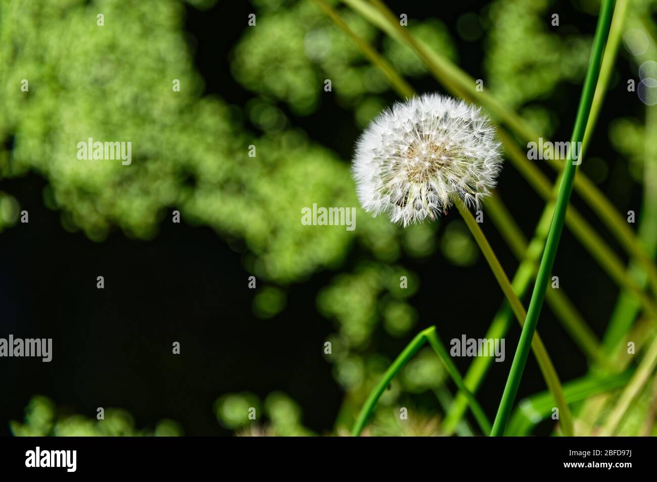 Dandelion seed dispersal hi-res stock photography and images - Alamy