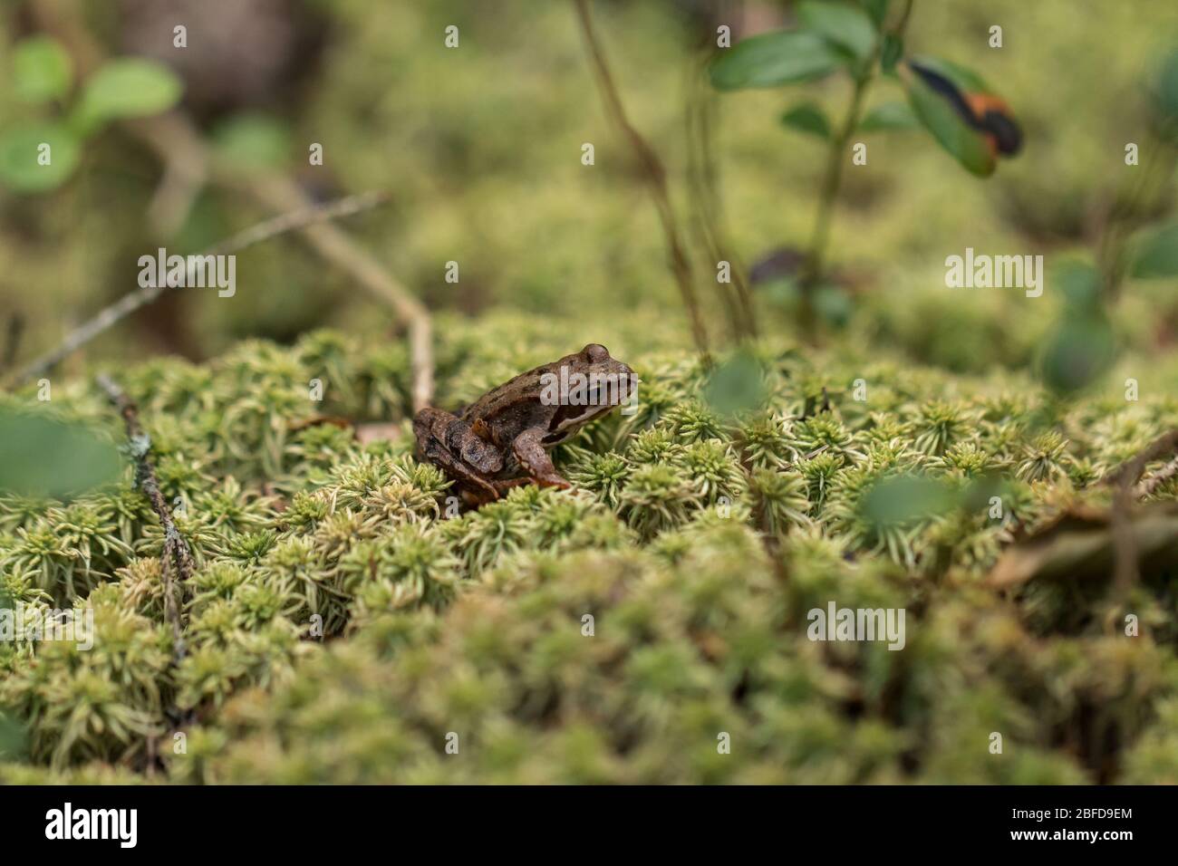 Small frog near hiking trails Nuuksio National Park, Finland, a popular ...