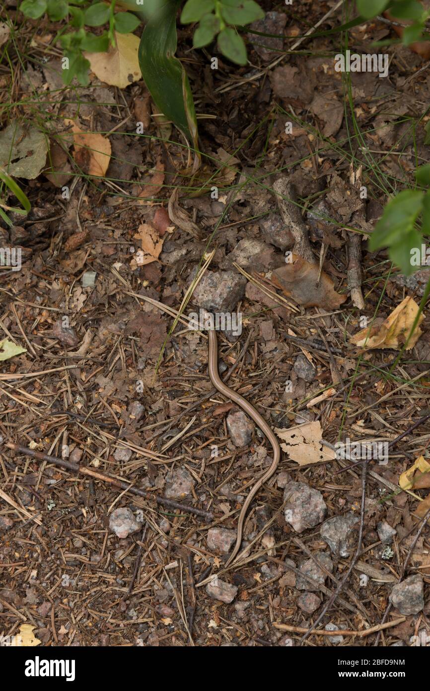 Slow worm or deaf adder (Anguis fragilis) near hiking trails Nuuksio ...