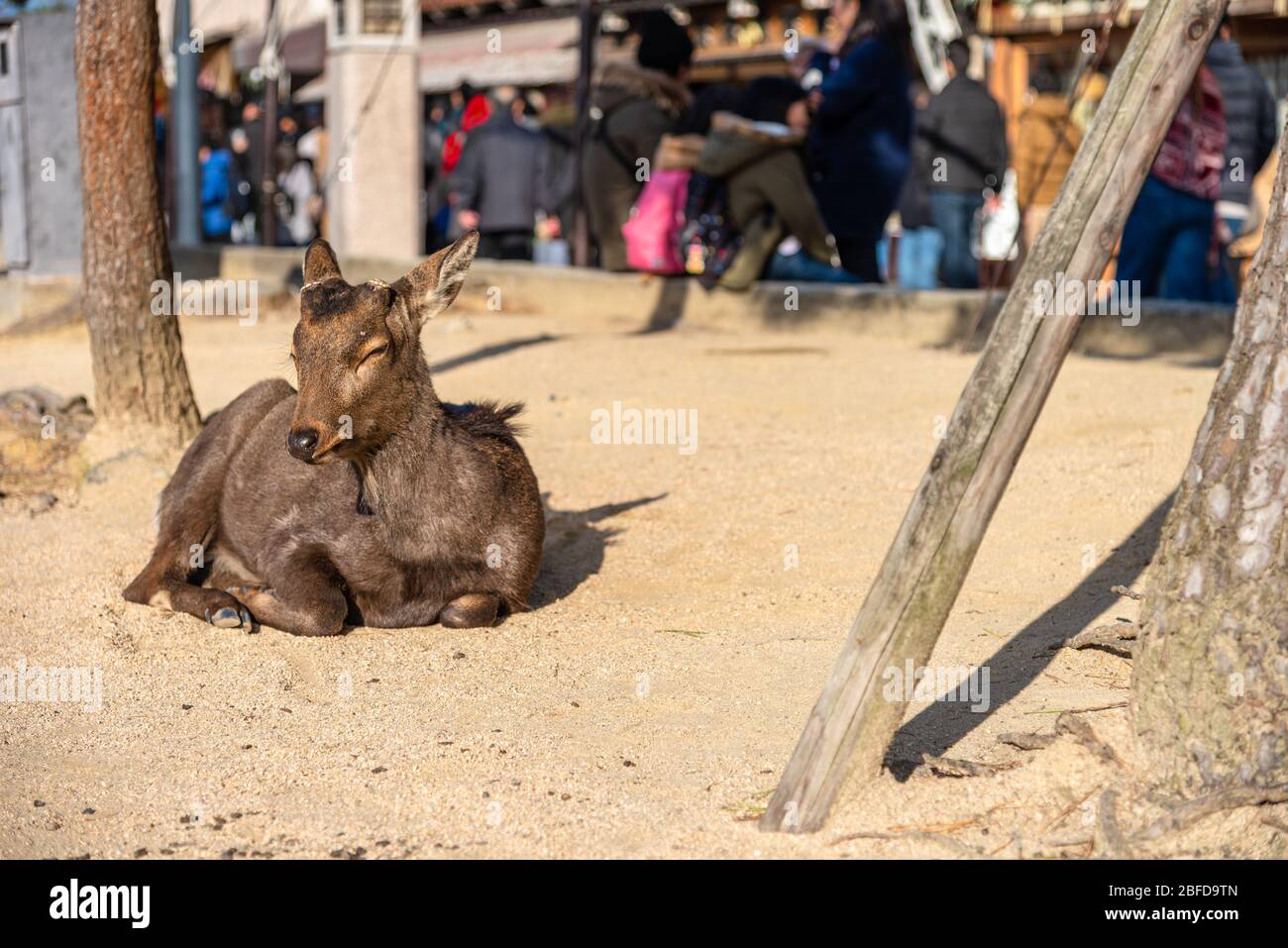 Deer relax in sunshine in the Miyajima on New Year Japanese Hatsumode ...