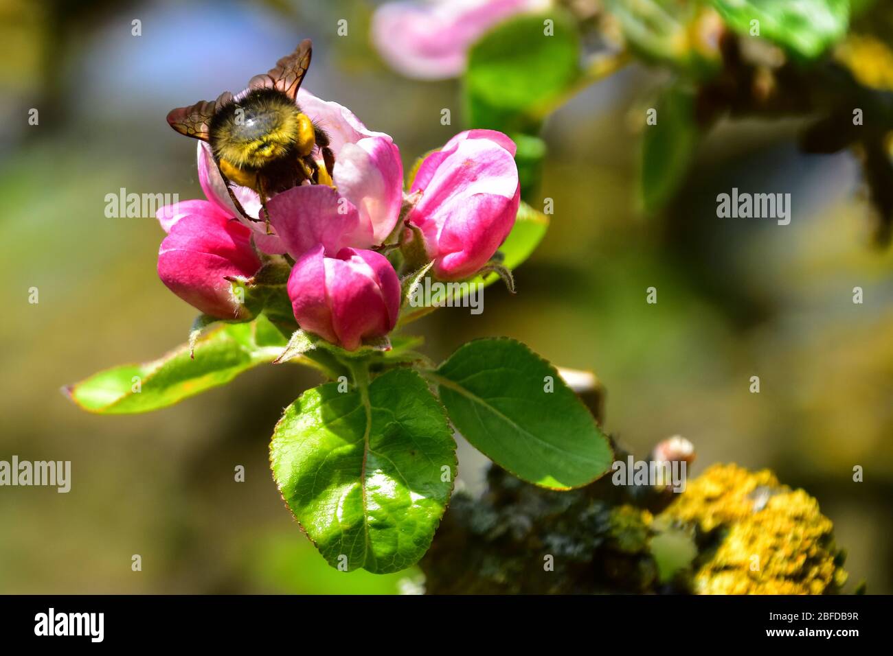 Bee apple tree hi-res stock photography and images - Alamy