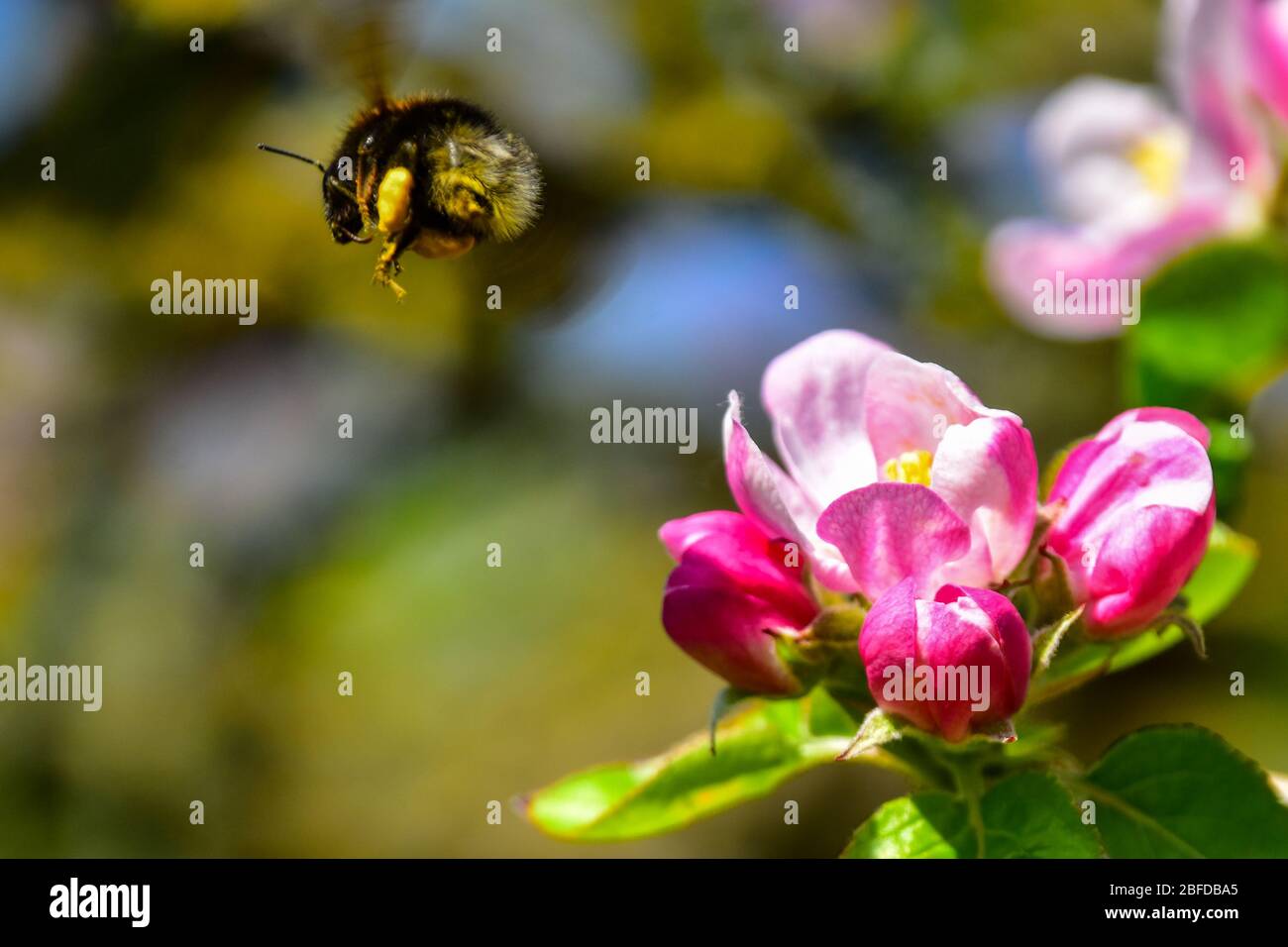Bee Apple Tree High Resolution Stock Photography and Images - Alamy