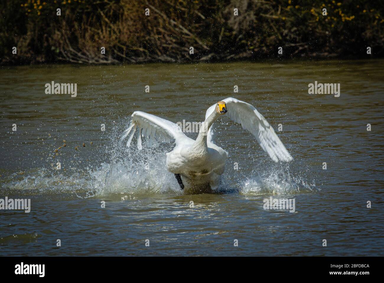 Swan splash hi-res stock photography and images - Alamy