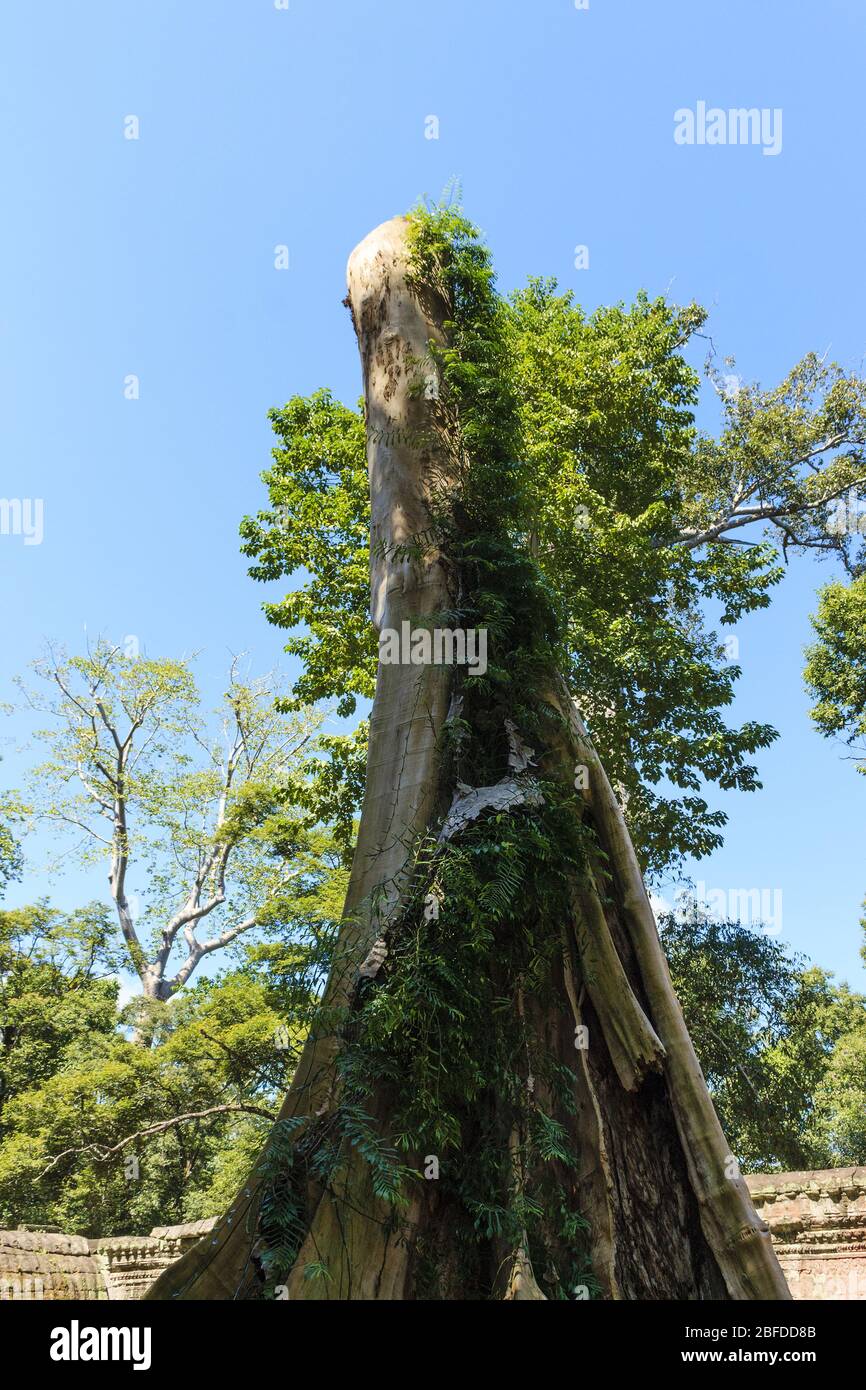 Tree at Angkor Wat temple Stock Photo - Alamy