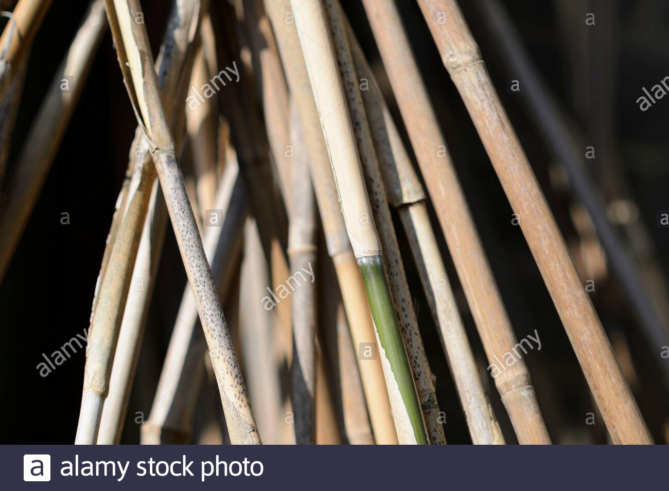 Garden Canes High Resolution Stock Photography and Images - Alamy