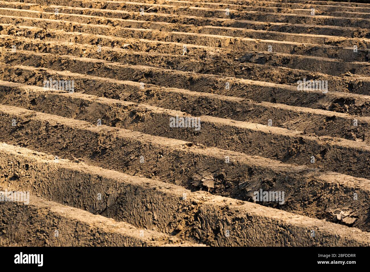 Furrows row pattern in a plowed field prepared for planting crops in ...