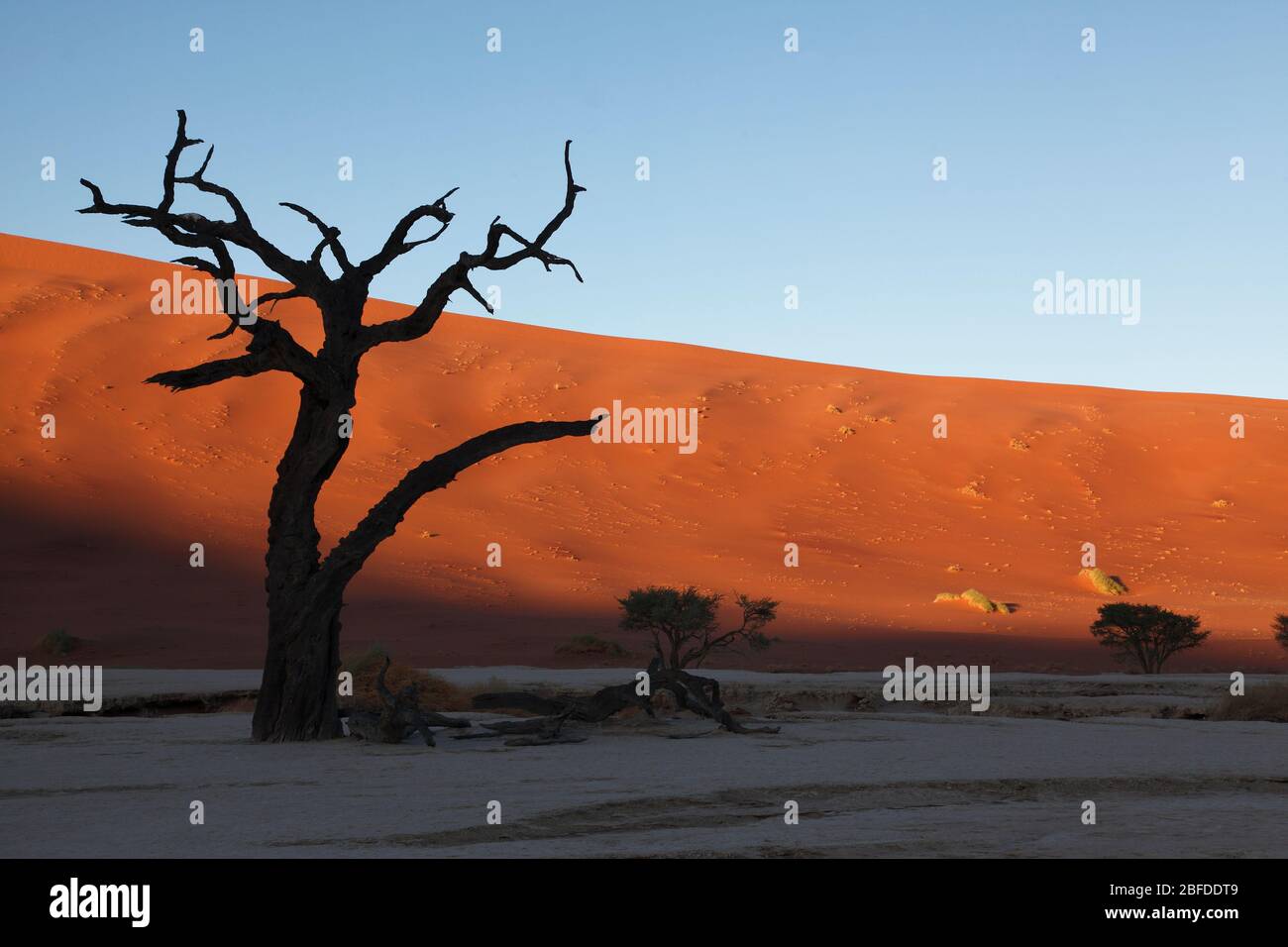 Ancient skeletal camelthorn trees stand on the silver floor of Dead ...