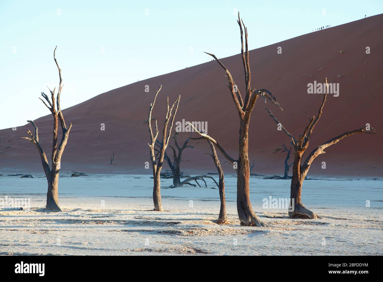 Ancient skeletal camelthorn trees stand on the silver floor of Dead ...