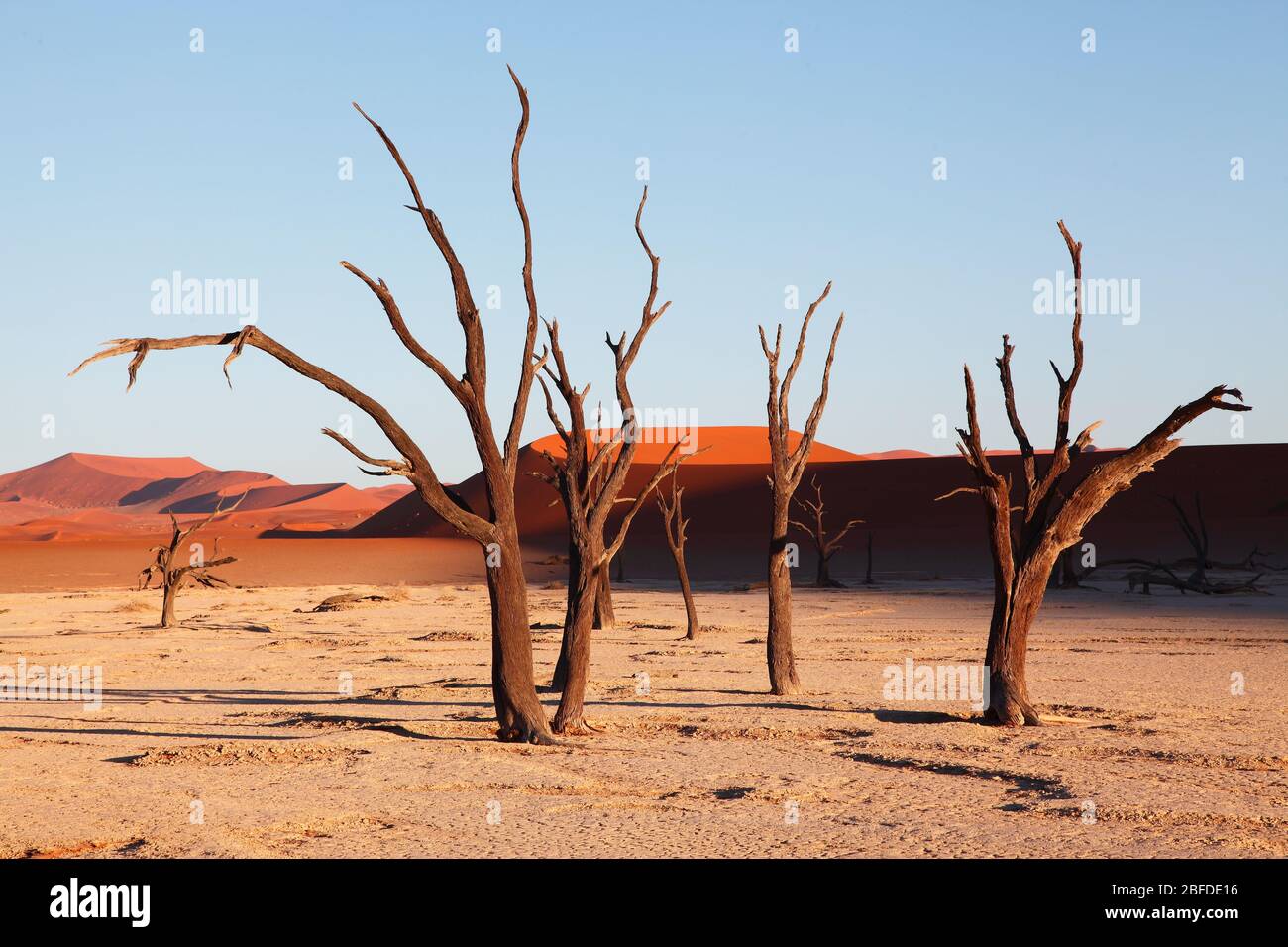 Ancient skeletal camelthorn trees stand on the silver floor of Dead ...