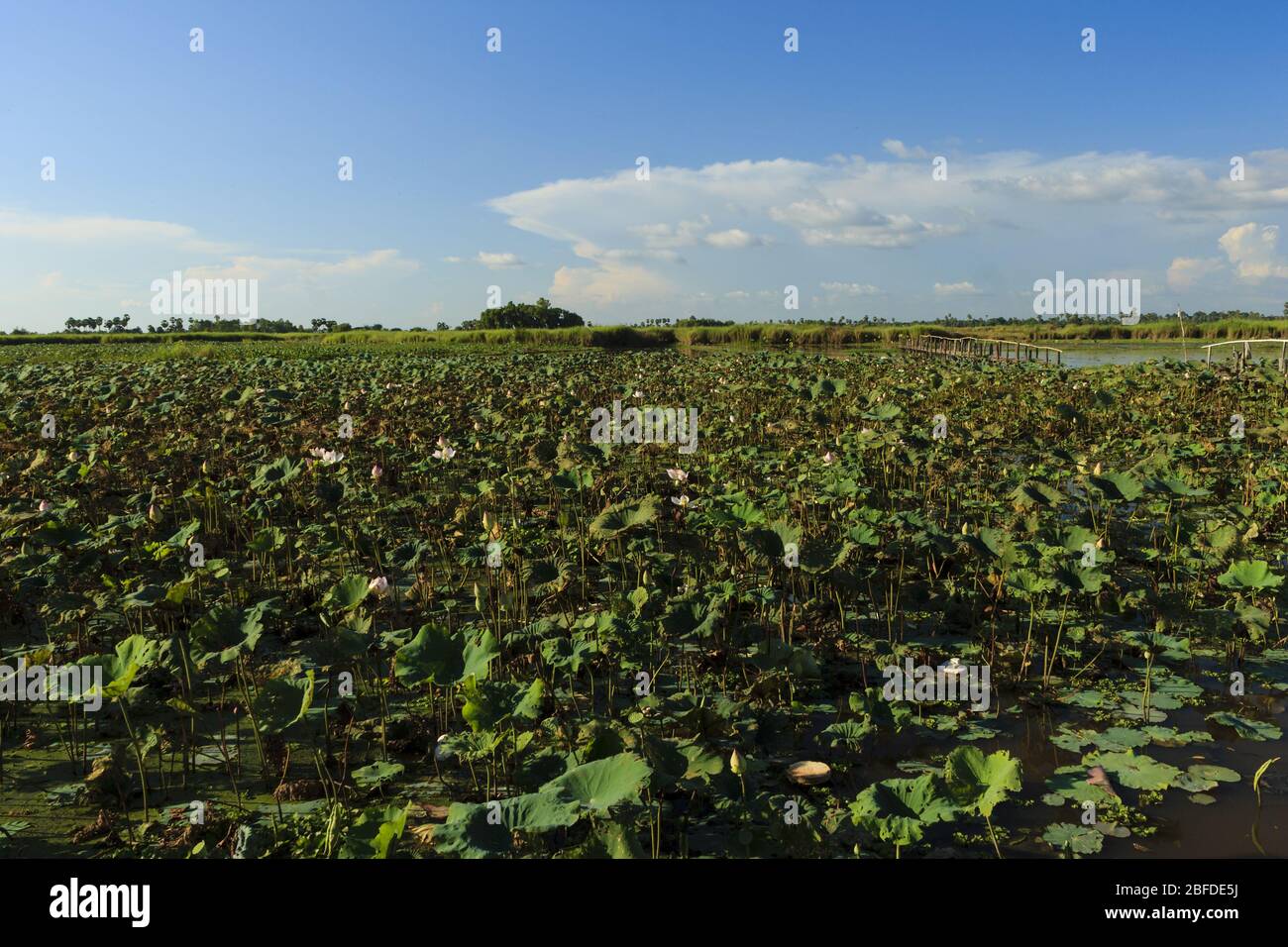 Lotus farm at Cambodia, excursion Stock Photo - Alamy